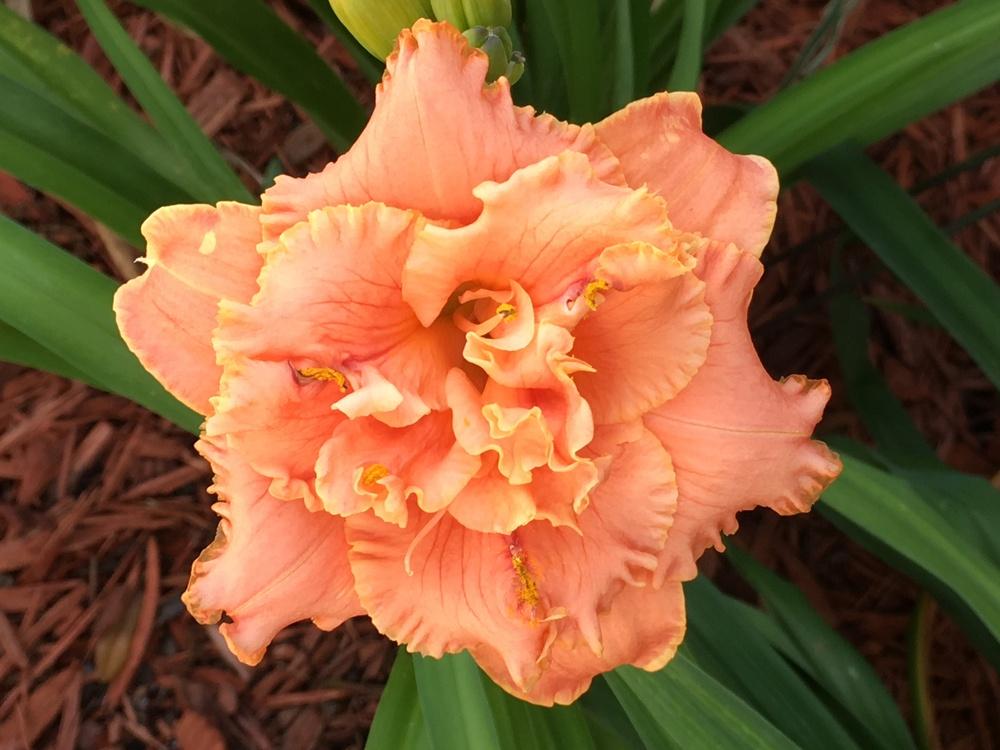 Jan's Little Rascal | Alsup Gardens