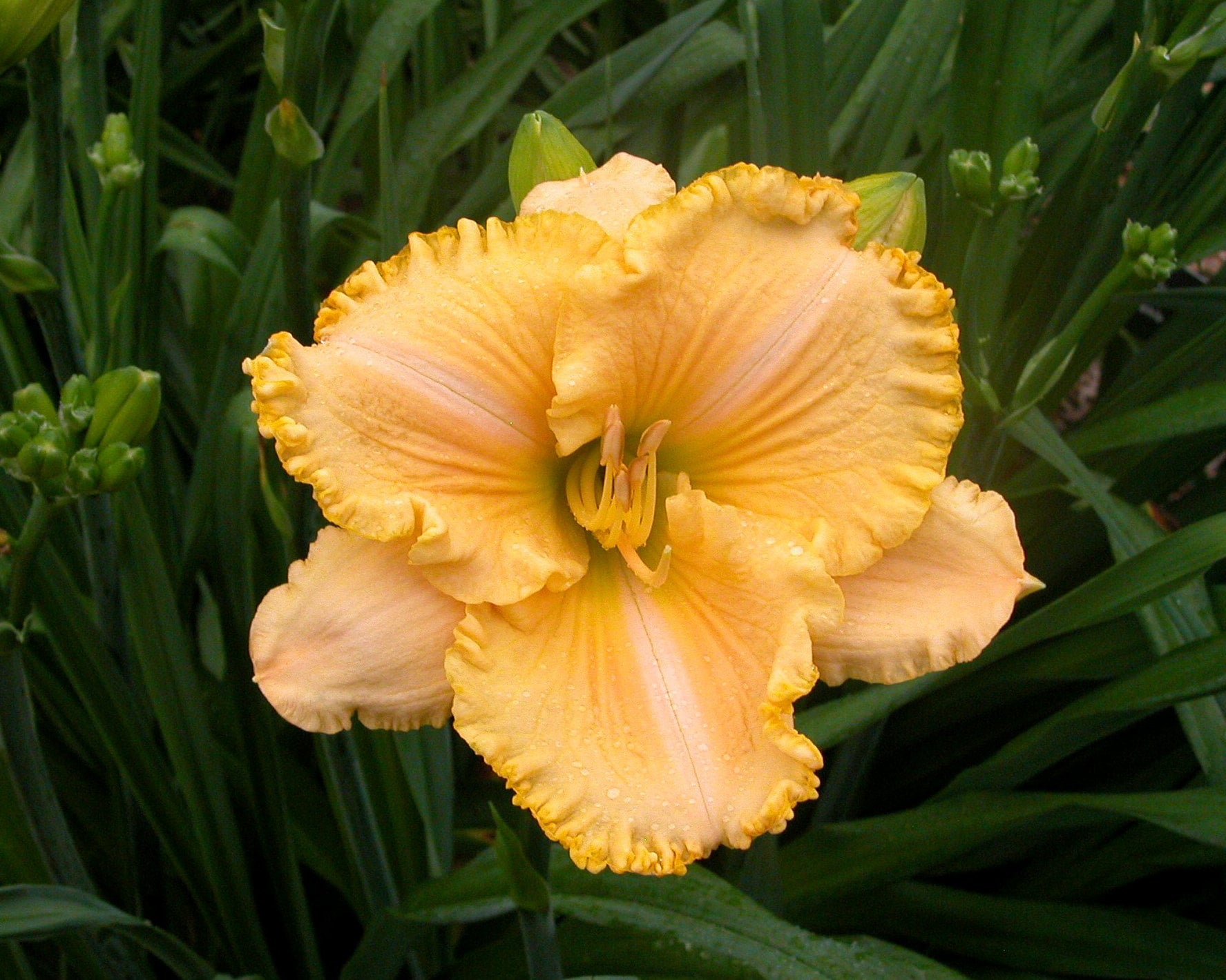 Sherry Lane Carr | Alsup Gardens